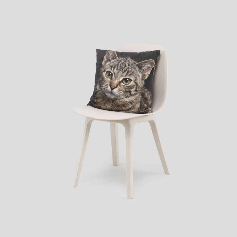 Personalised Cat Cushion. Personalised Cat Pillow