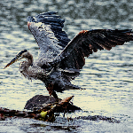 Bill Duncan Photographer