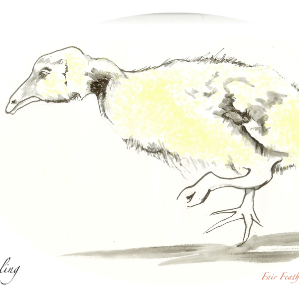 Fair Feather Illustrator