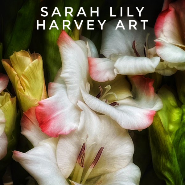 Sarah Lily Harvey Art